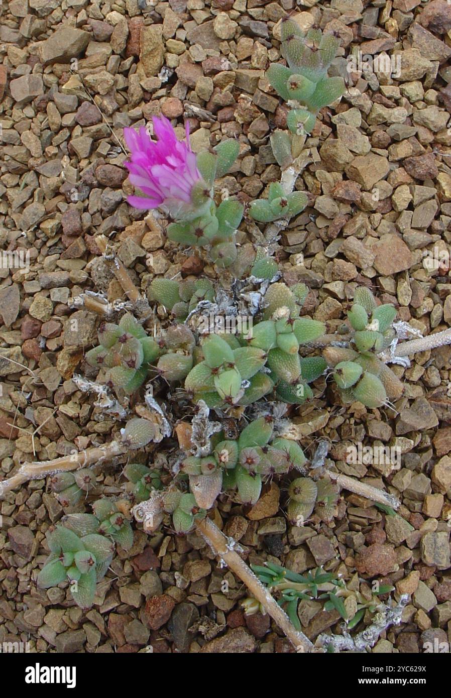 Tuftleaf Vygie (Trichodiadema) Plantae Stock Photo - Alamy