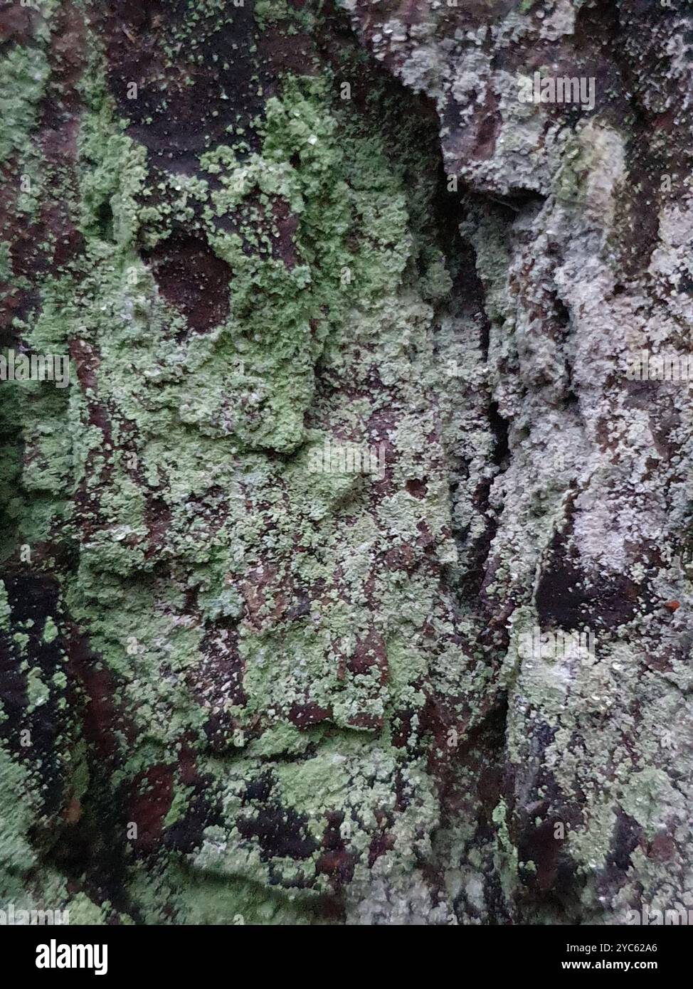 Common Dust Lichen (Lepraria incana) Fungi Stock Photo - Alamy