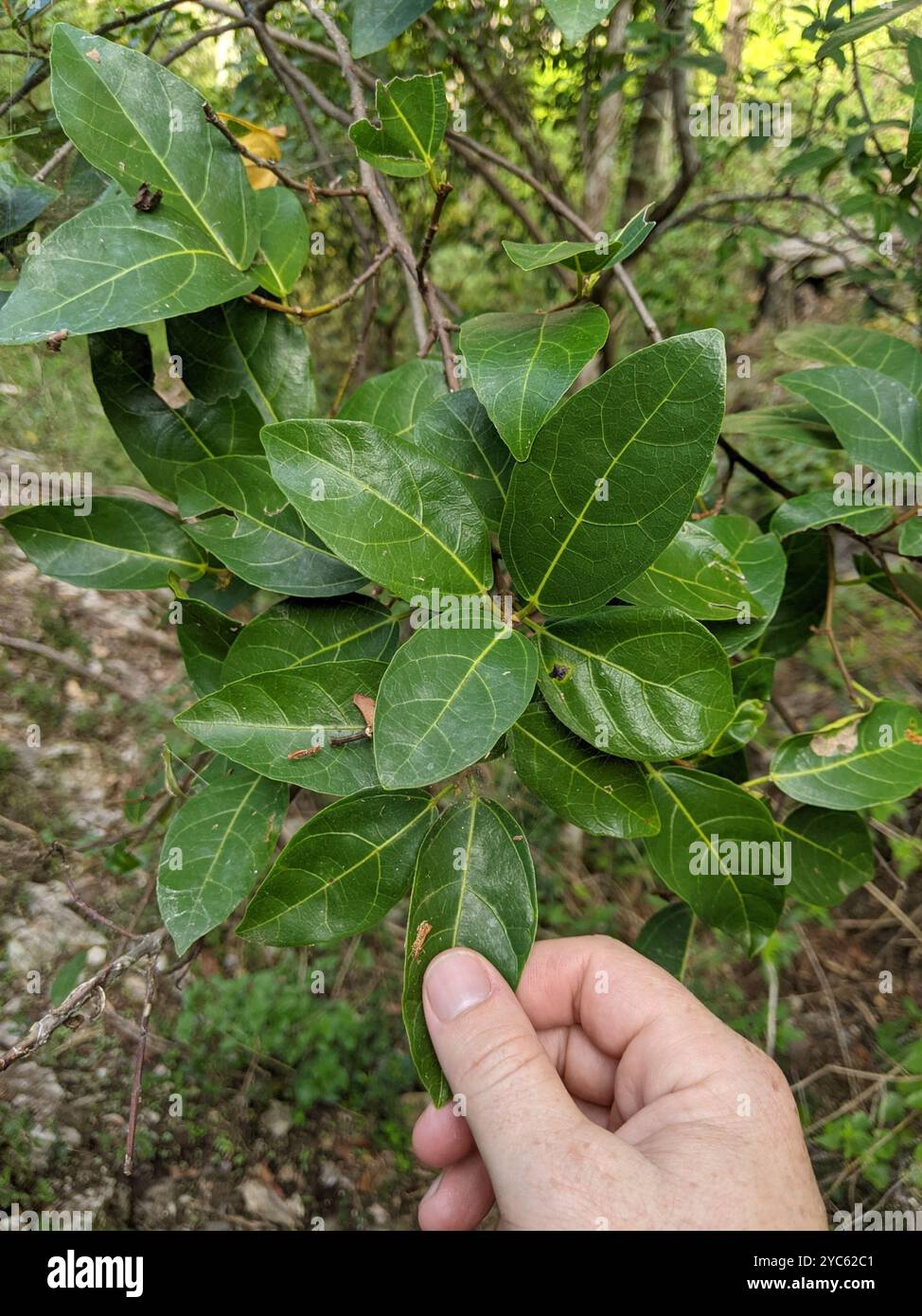 sandpaper fig (Ficus fraseri) Plantae Stock Photo - Alamy