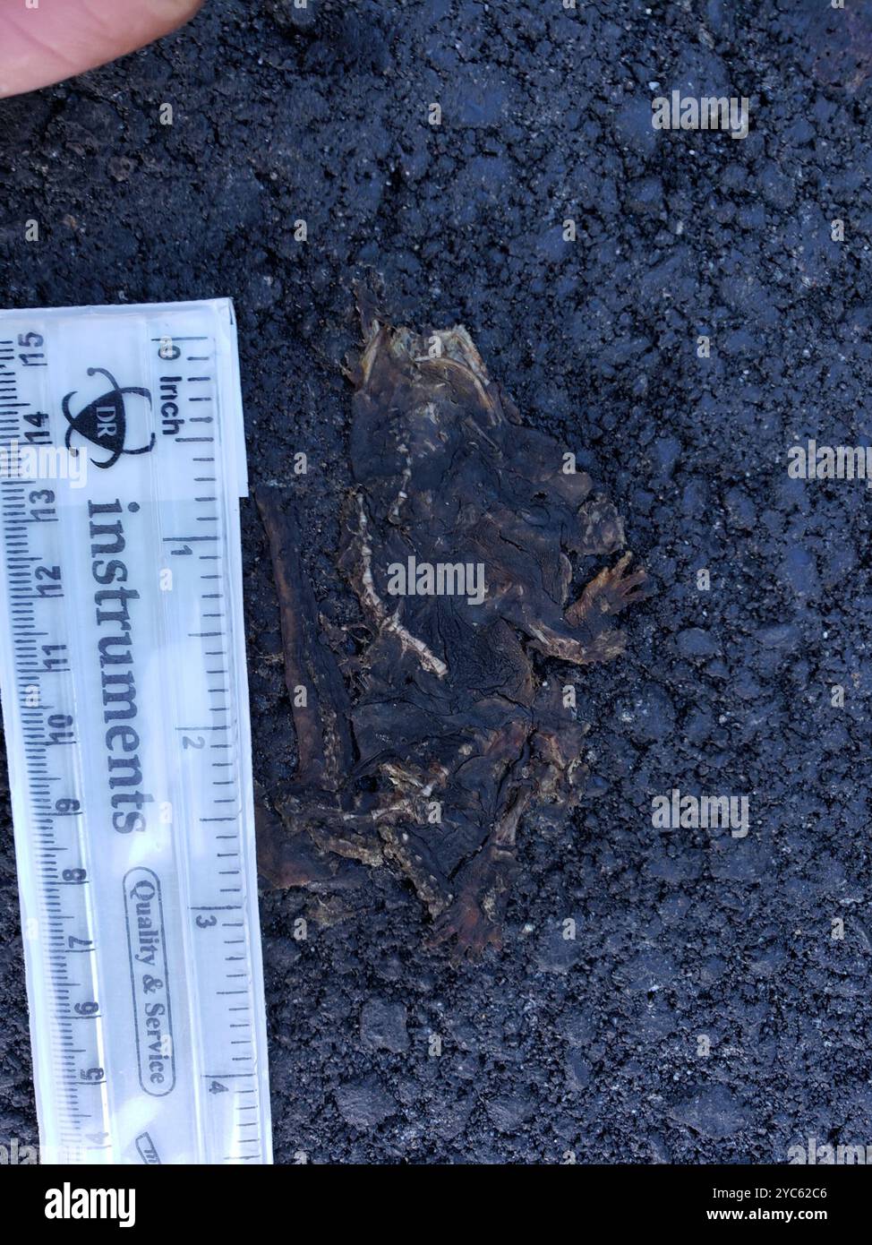 Pacific Newts (Taricha) Amphibia Stock Photo - Alamy