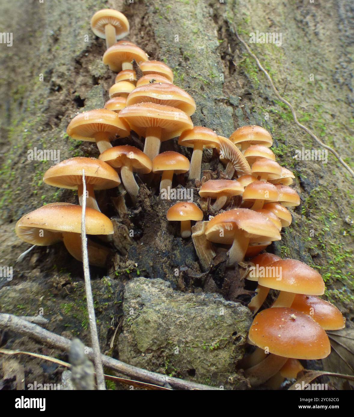 Velvet Foot (Flammulina velutipes) Fungi Stock Photo - Alamy