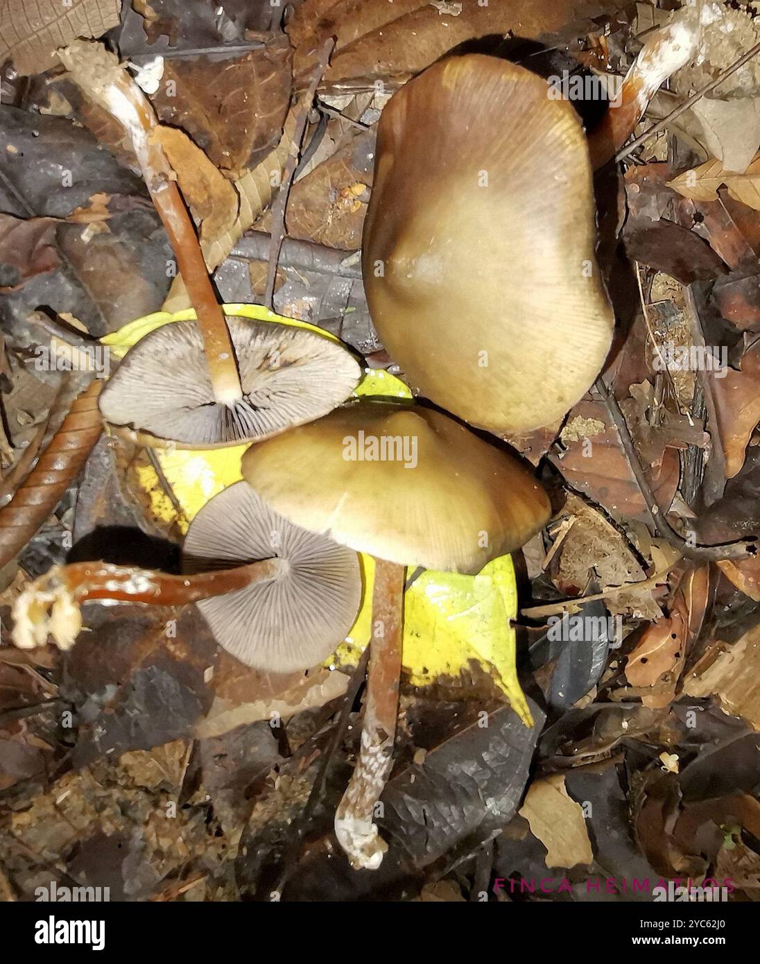 Psilocybe caerulescens hi-res stock photography and images - Alamy