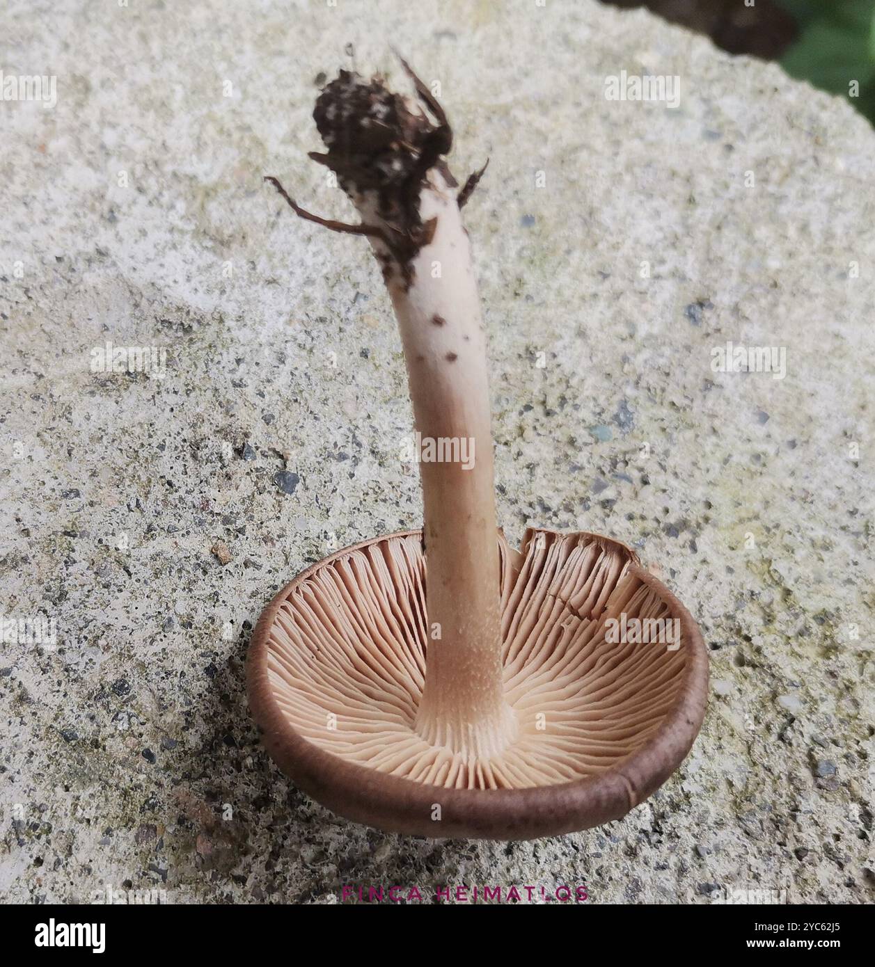 (Collybiopsis gibbosa) Fungi Stock Photo - Alamy