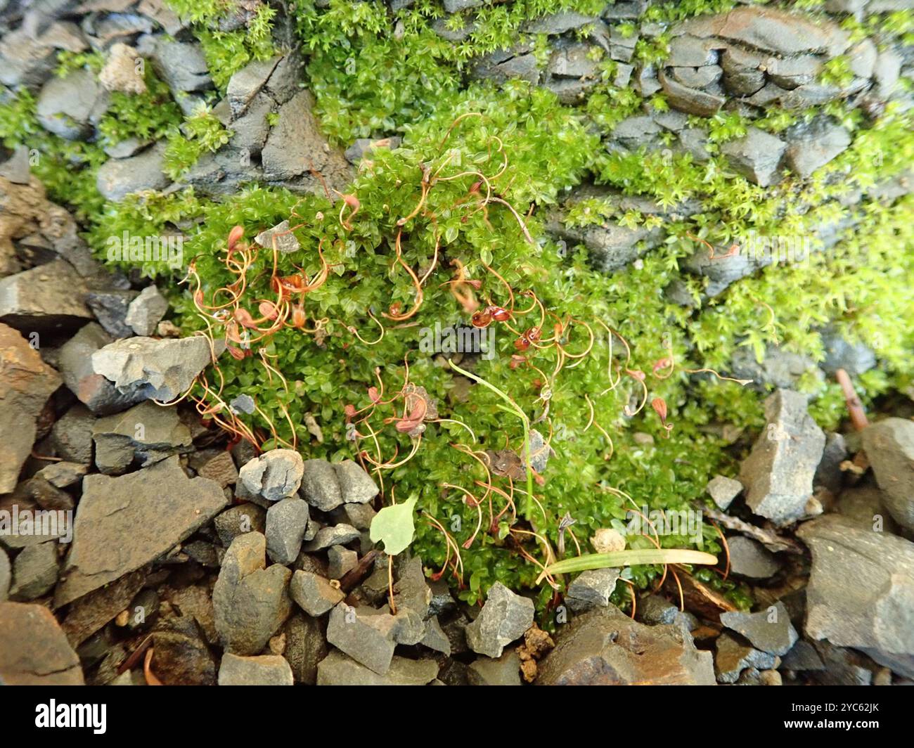 Bonfire moss (Funaria hygrometrica) Plantae Stock Photo - Alamy