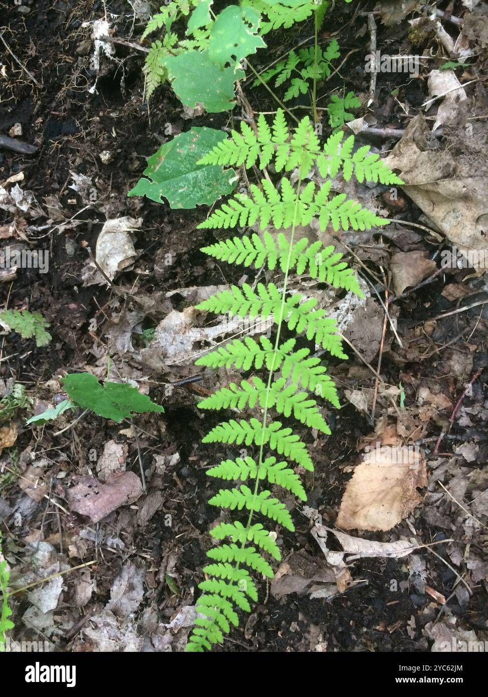 bulblet fern (Cystopteris bulbifera) Plantae Stock Photo - Alamy