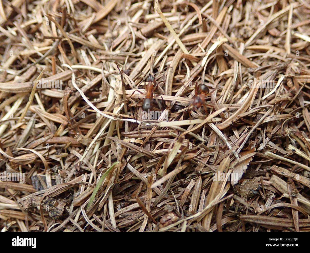 exsecta-group Wood and Mound Ants (Formica exsecta) Insecta Stock Photo ...