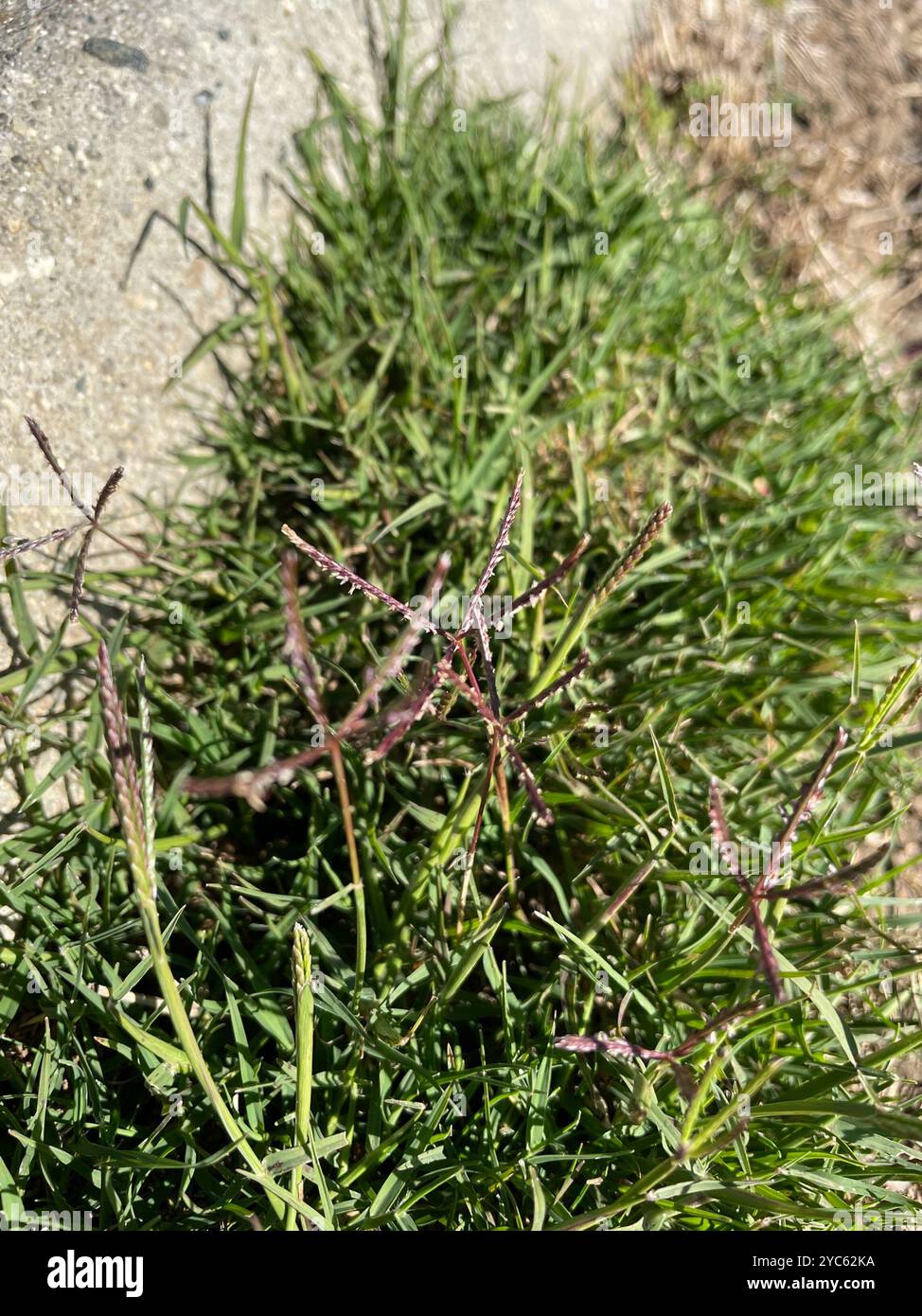 Bermuda grass (Cynodon dactylon) Plantae Stock Photo - Alamy