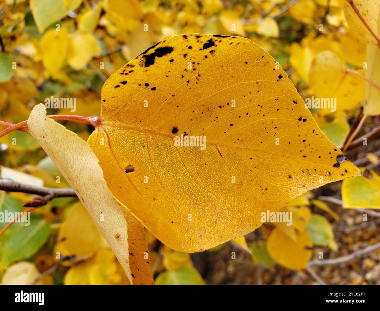 black cottonwood (Populus trichocarpa) Plantae Stock Photo - Alamy