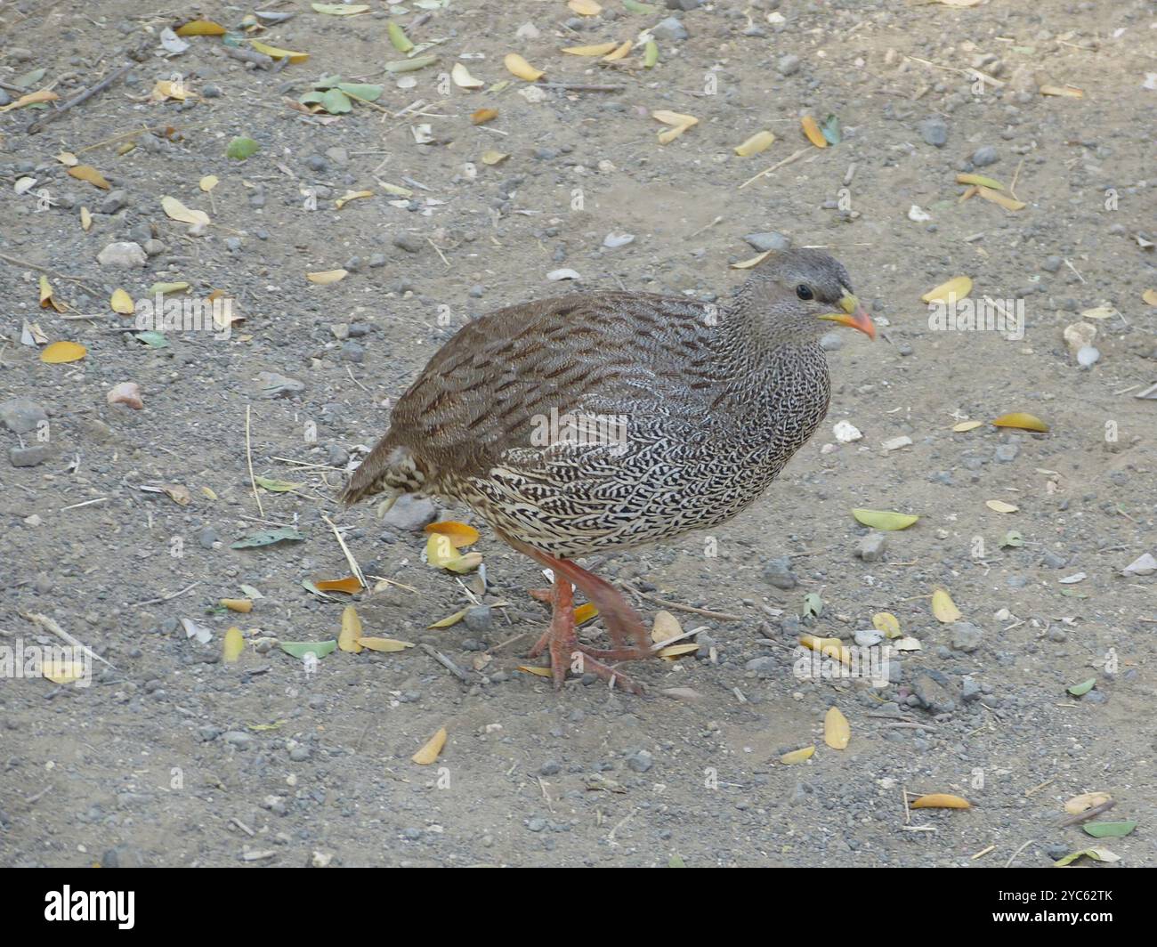 Natal Spurfowl (Pternistis natalensis) Aves Stock Photo - Alamy