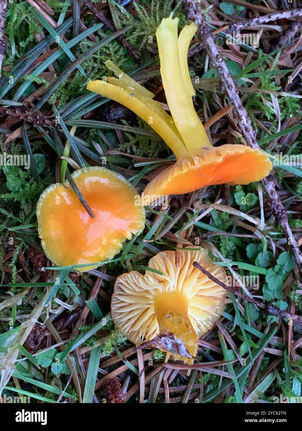 Butter Waxcap (Hygrocybe ceracea) Fungi Stock Photo - Alamy