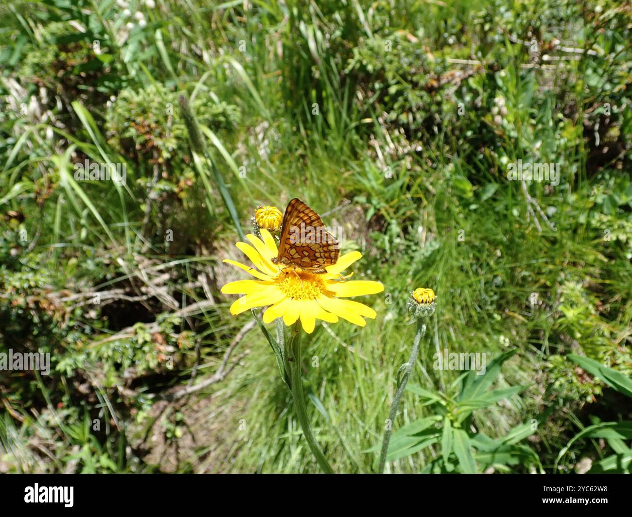 Asian Fritillary (Euphydryas intermedia) Insecta Stock Photo - Alamy