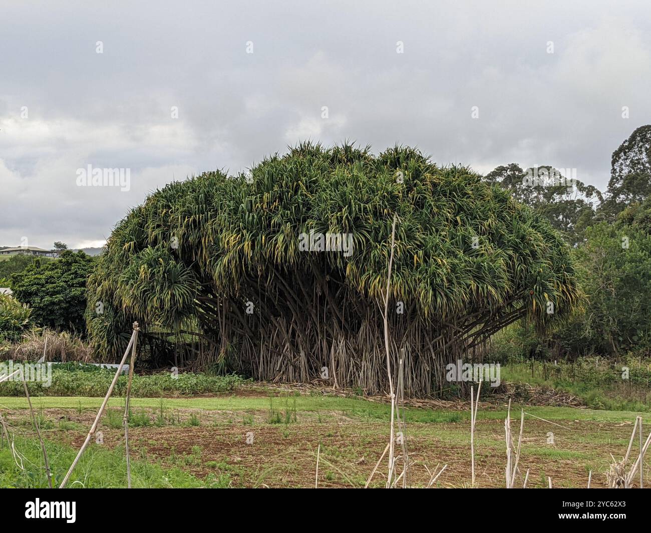 thatch screwpine (Pandanus tectorius) Plantae Stock Photo - Alamy