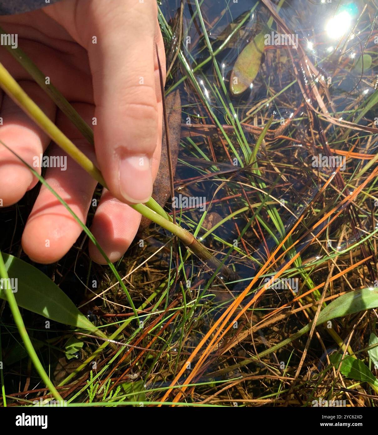 Florida Tickseed (Coreopsis floridana) Plantae Stock Photo - Alamy