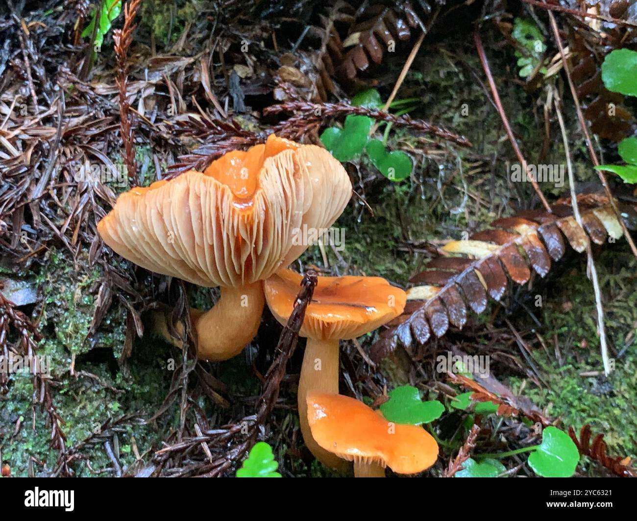 Candy Cap (Lactarius rubidus) Fungi Stock Photo - Alamy