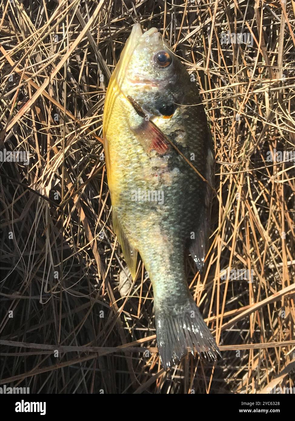 Redear Sunfish (Lepomis microlophus) Actinopterygii Stock Photo - Alamy