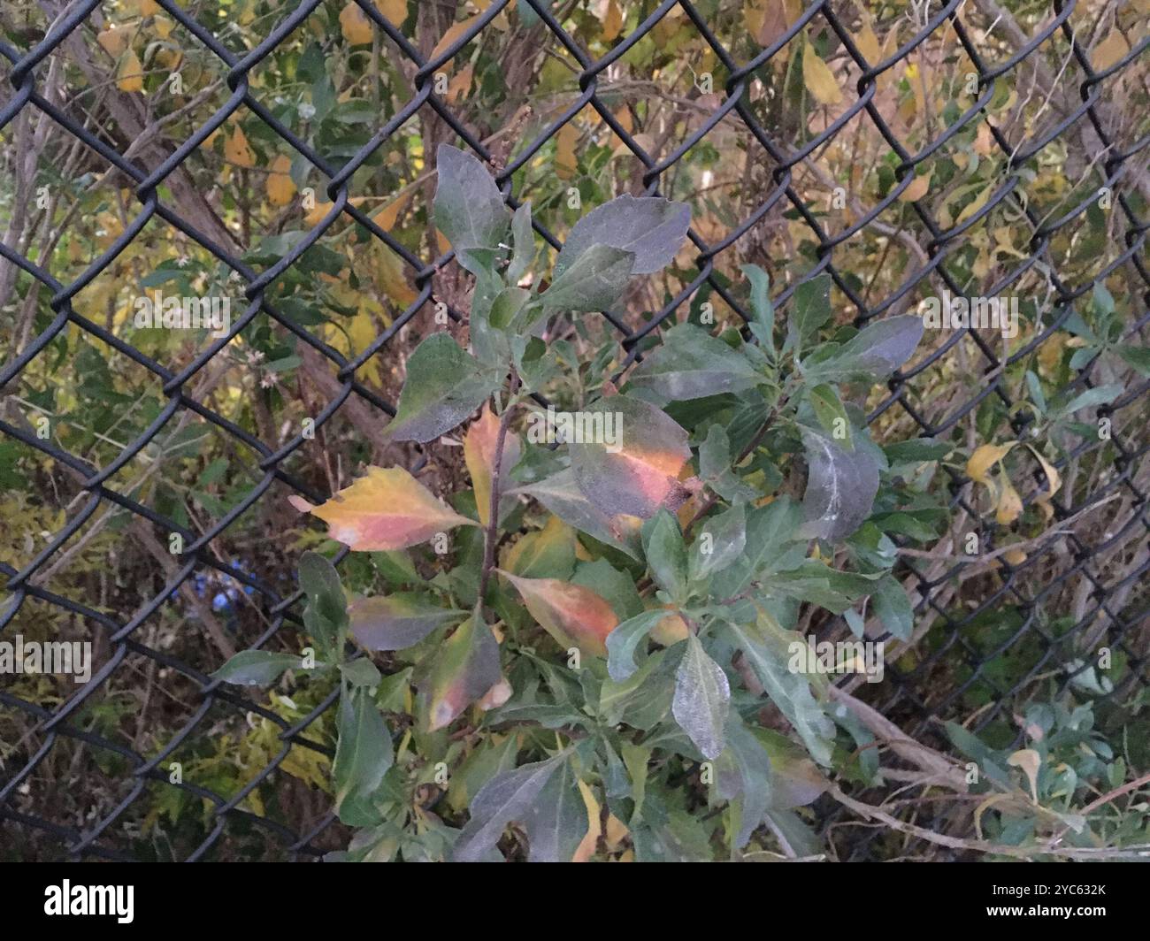 groundsel tree (Baccharis halimifolia) Plantae Stock Photo - Alamy