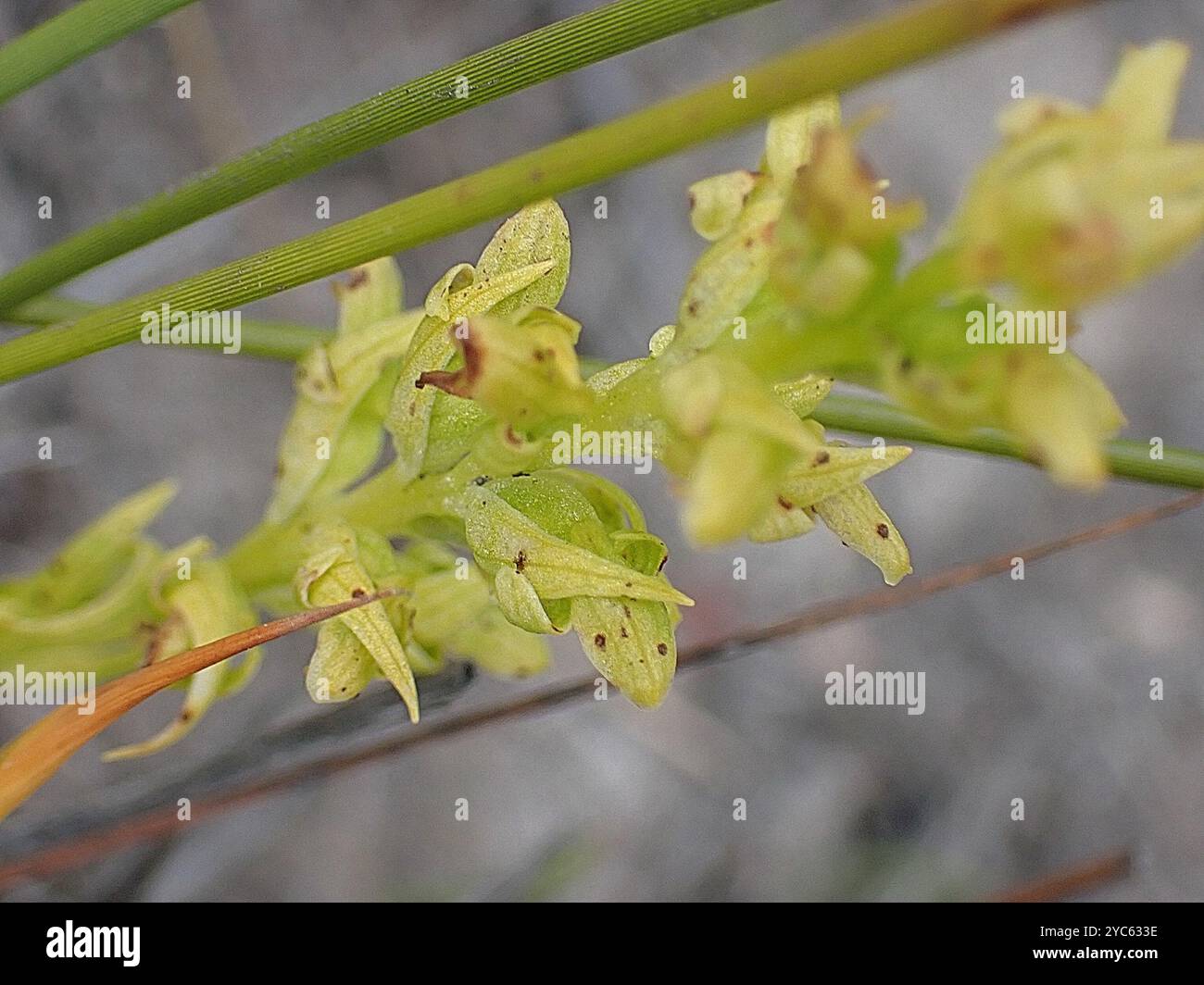 Column Disa (Disa cylindrica) Plantae Stock Photo - Alamy