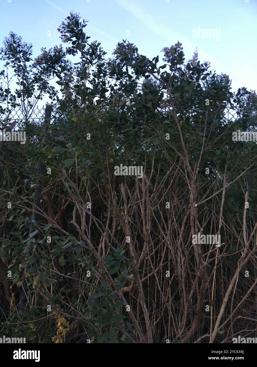 groundsel tree (Baccharis halimifolia) Plantae Stock Photo - Alamy
