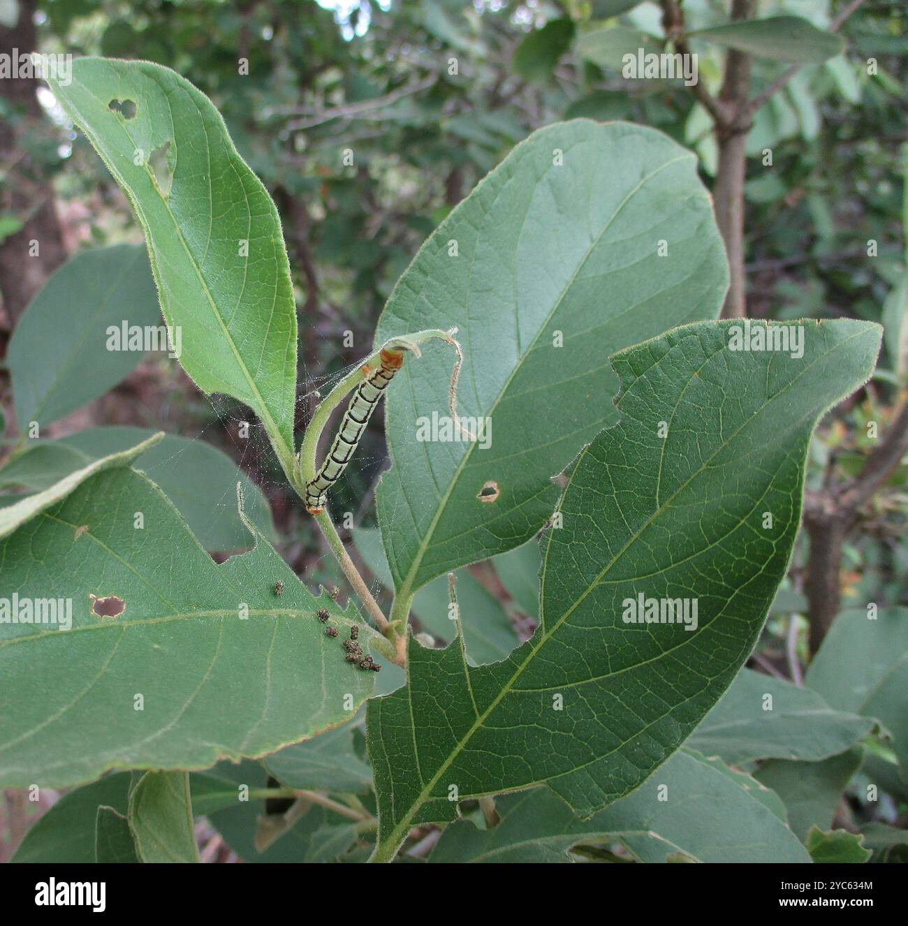 Geometer Moths (Geometridae) Insecta Stock Photo - Alamy