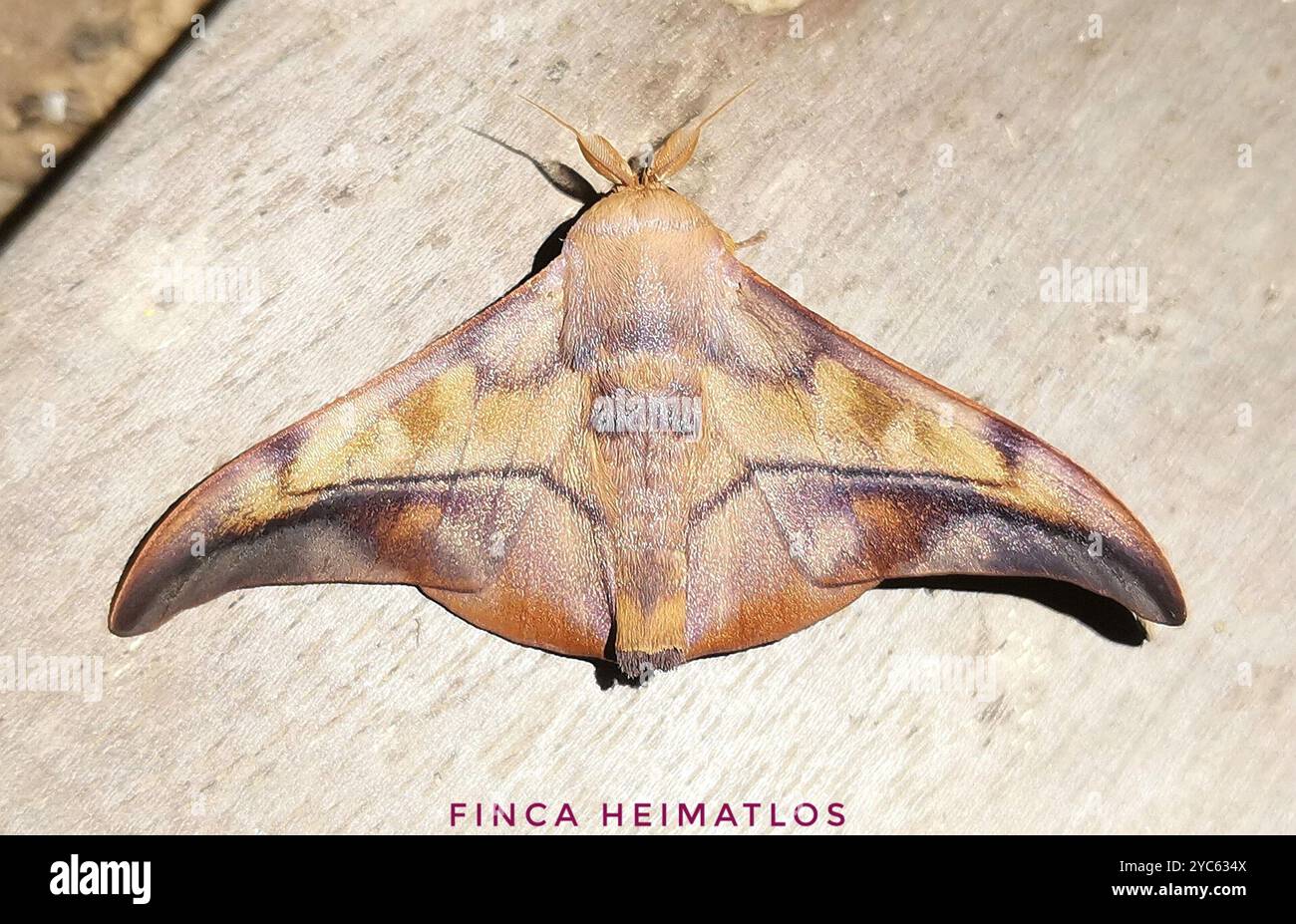 (Thaelia anysia) Insecta Stock Photo - Alamy