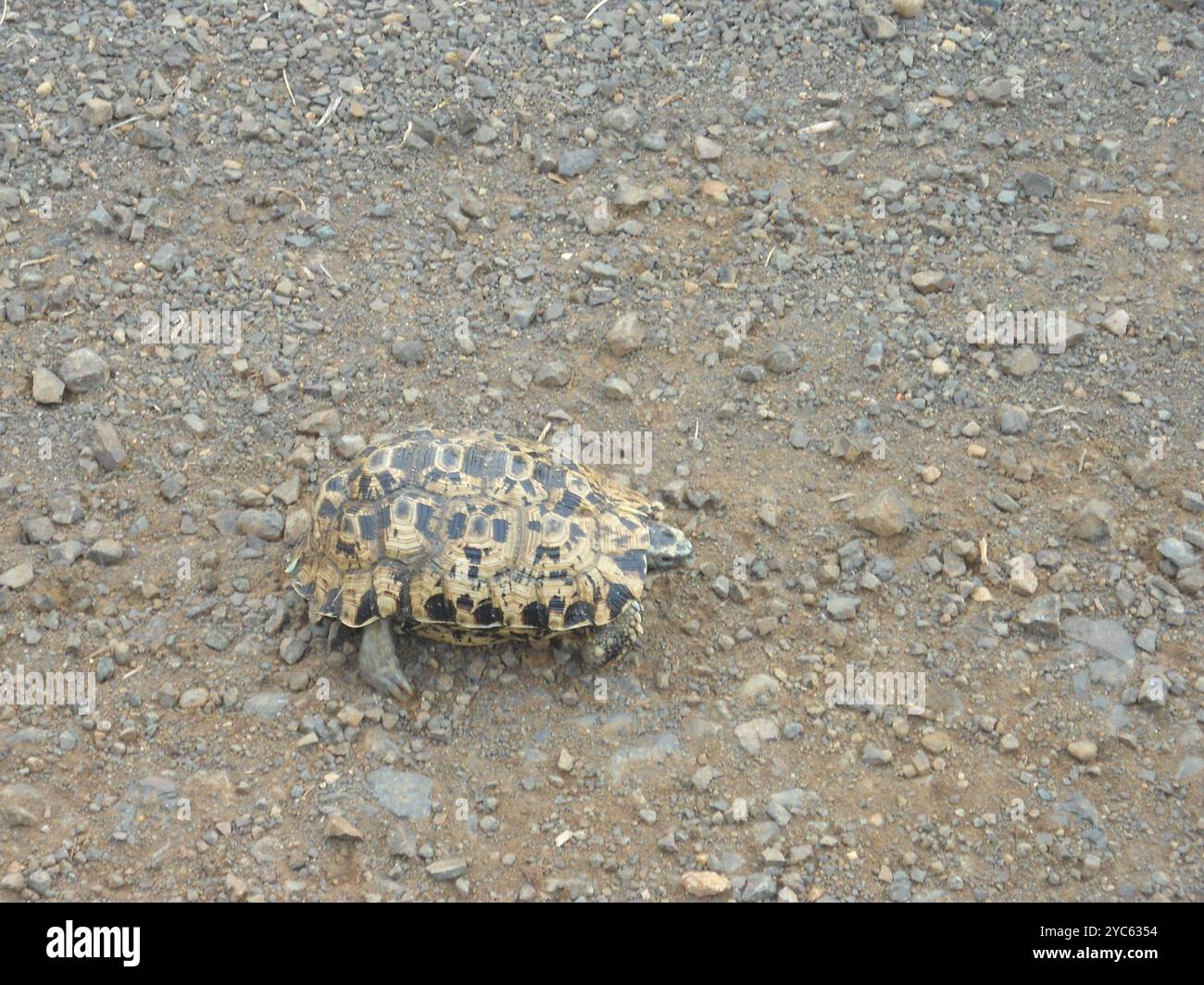 Eastern Hinged-Back Tortoise (Kinixys zombensis) Reptilia Stock Photo ...