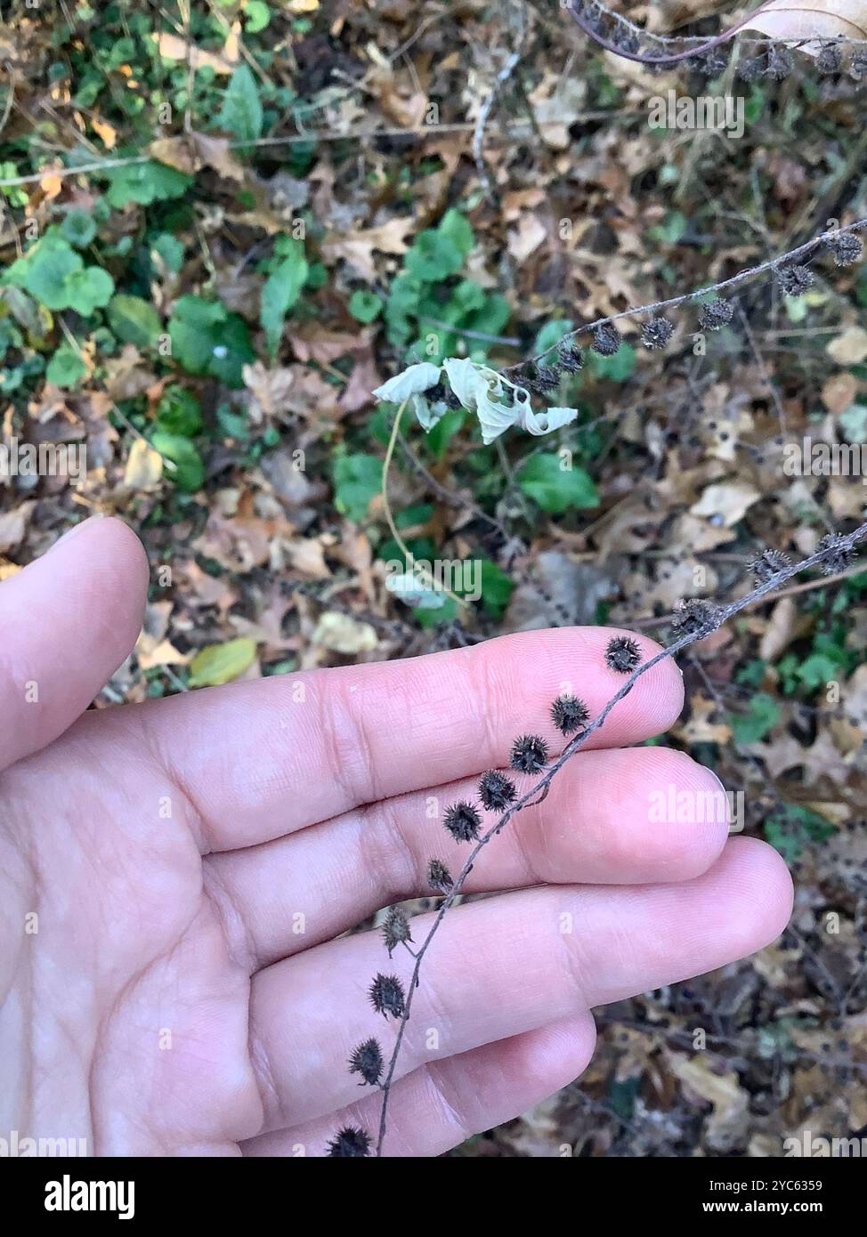 virginia stickseed (Hackelia virginiana) Plantae Stock Photo - Alamy