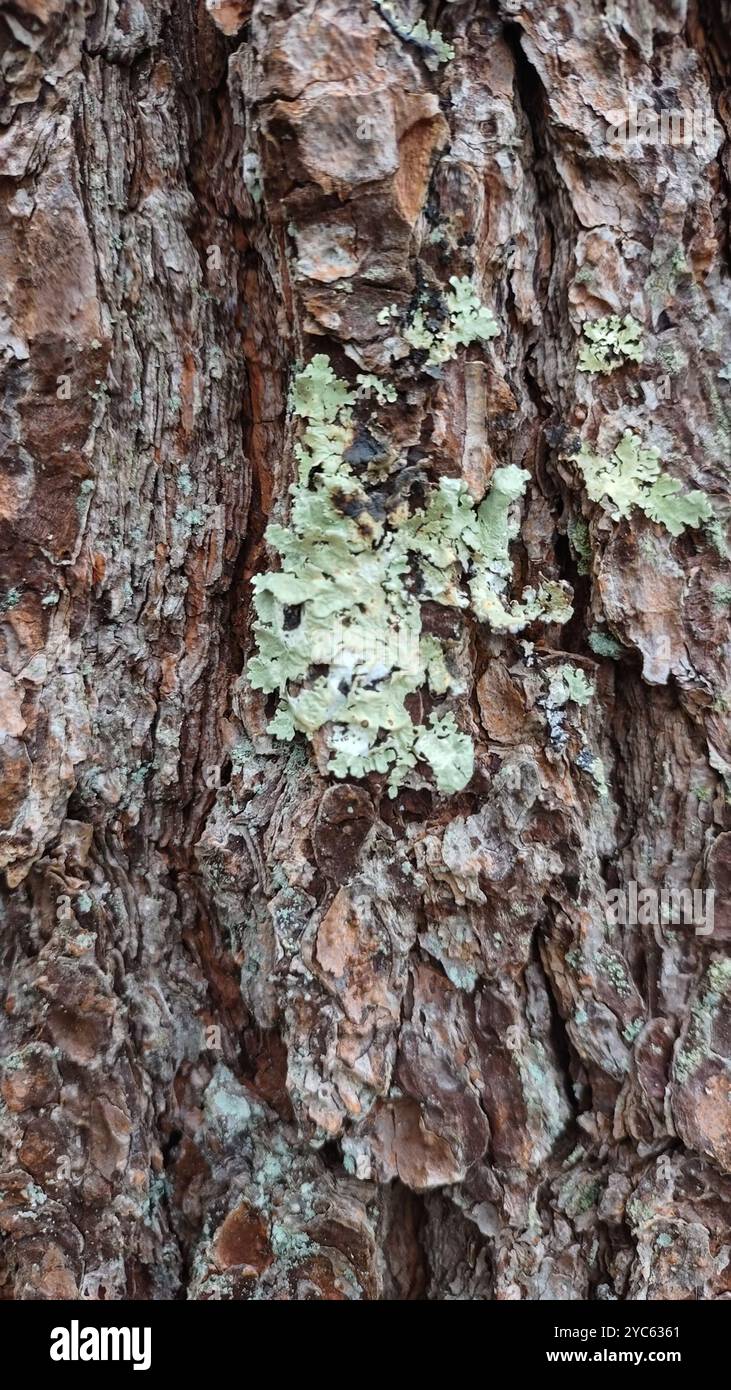 typical shield lichens (Parmelioideae) Fungi Stock Photo - Alamy