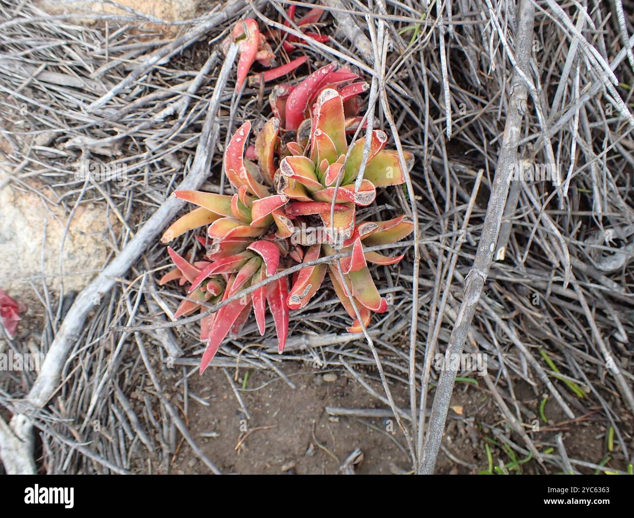 (Crassula capitella thyrsiflora) Plantae Stock Photo - Alamy