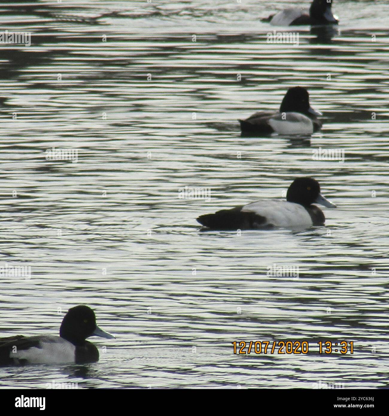 Lesser Scaup (Aythya affinis) Aves Stock Photo - Alamy