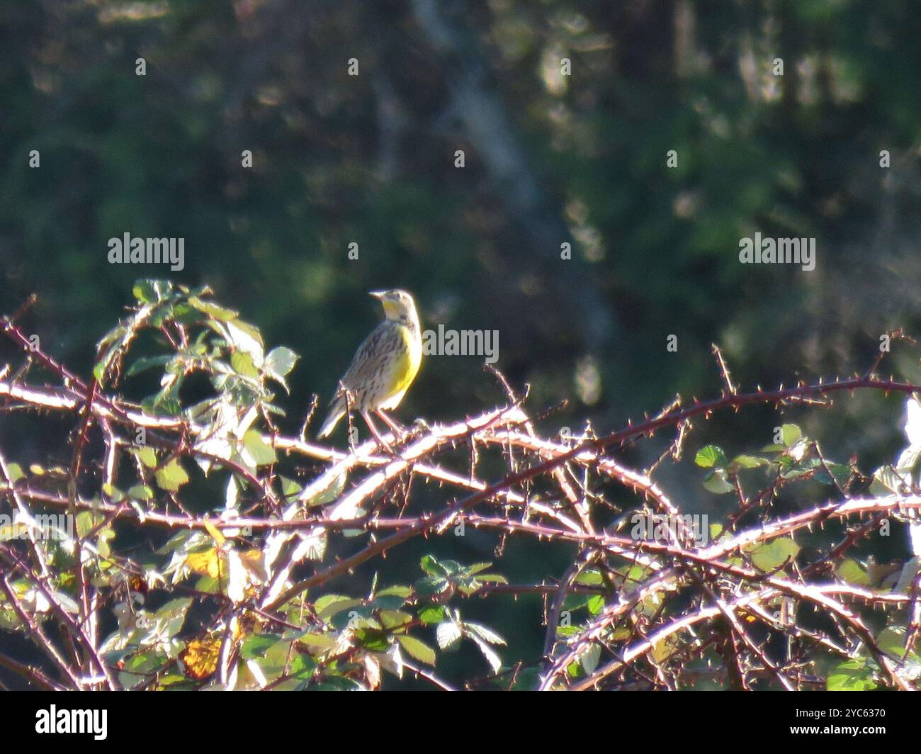 Western Meadowlark (Sturnella neglecta) Aves Stock Photo - Alamy
