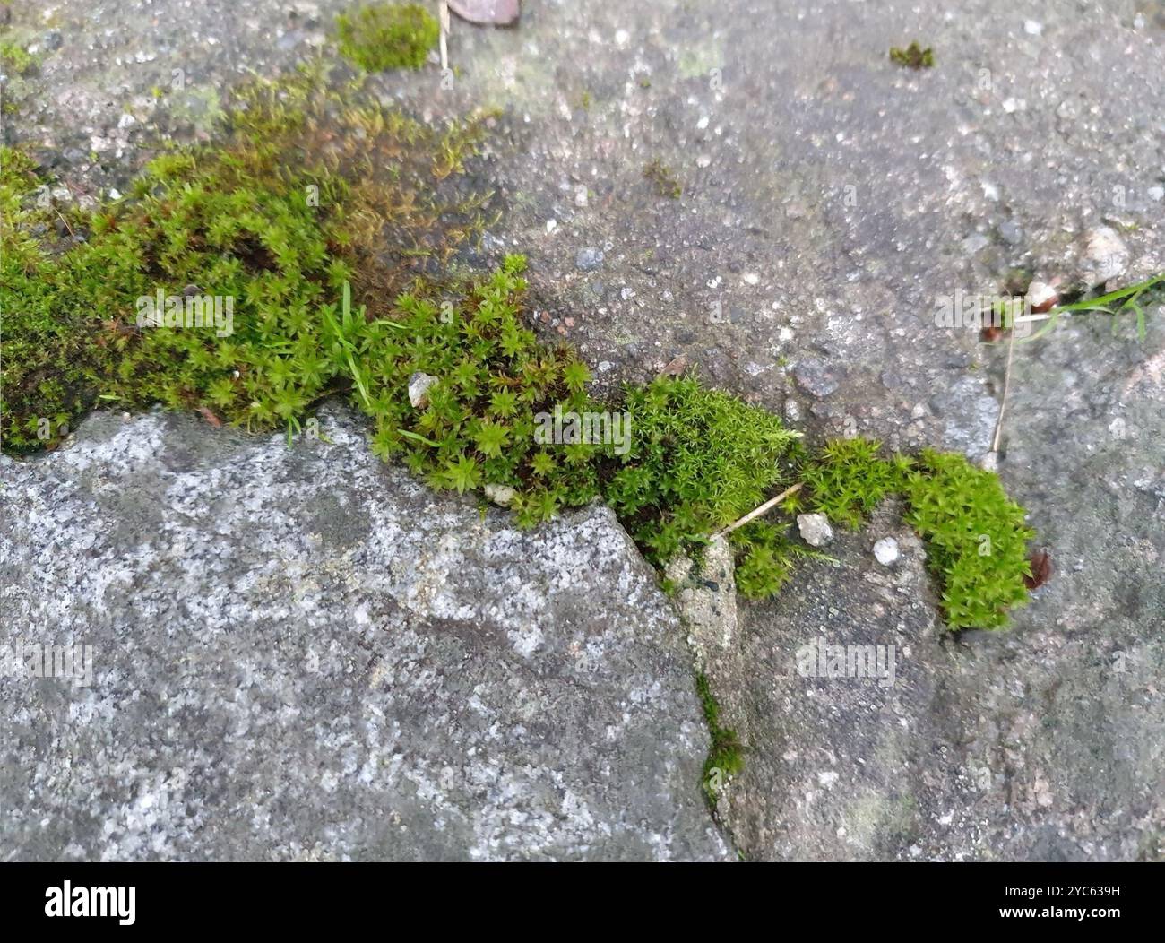 Star Moss (Syntrichia ruralis) Plantae Stock Photo - Alamy