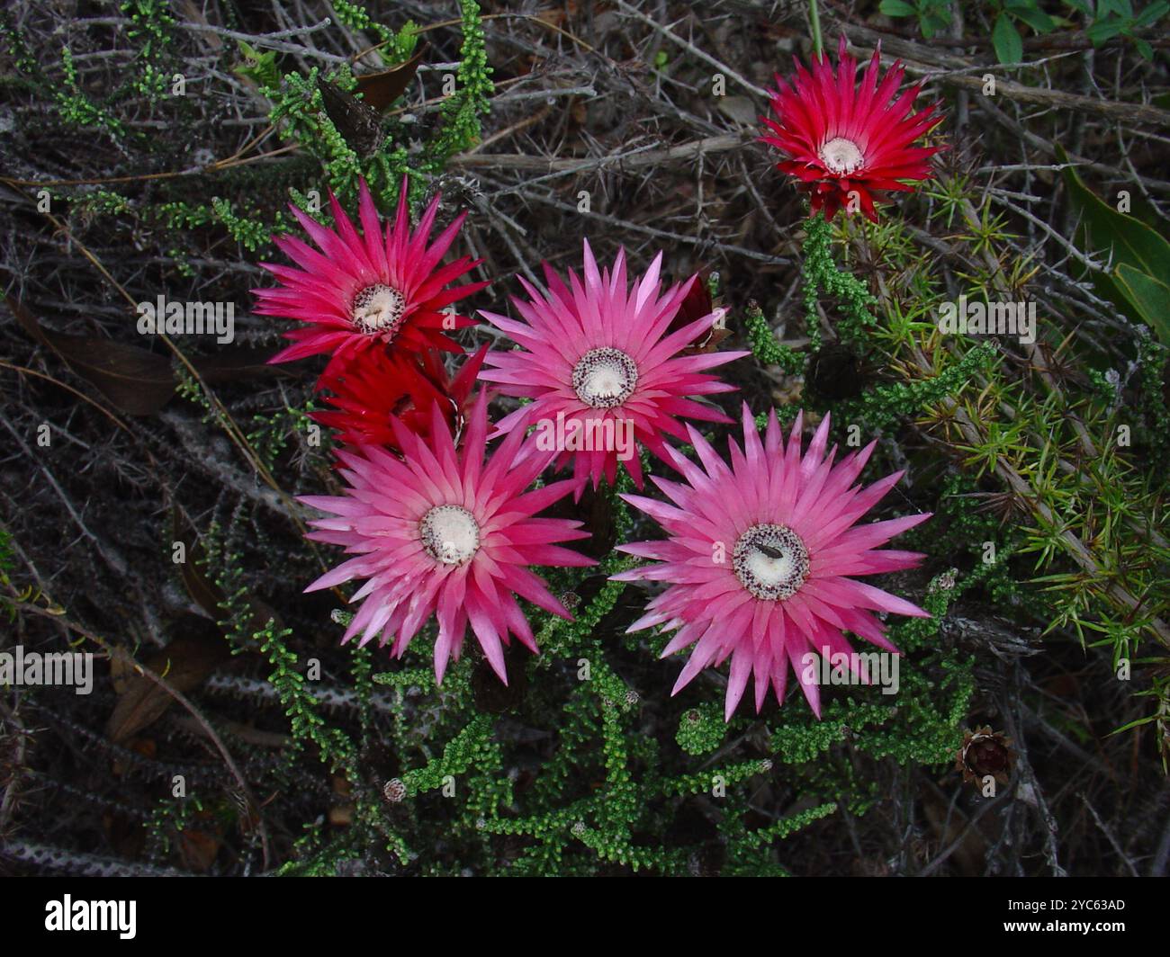 Cape everlasting (Phaenocoma prolifera) Plantae Stock Photo - Alamy