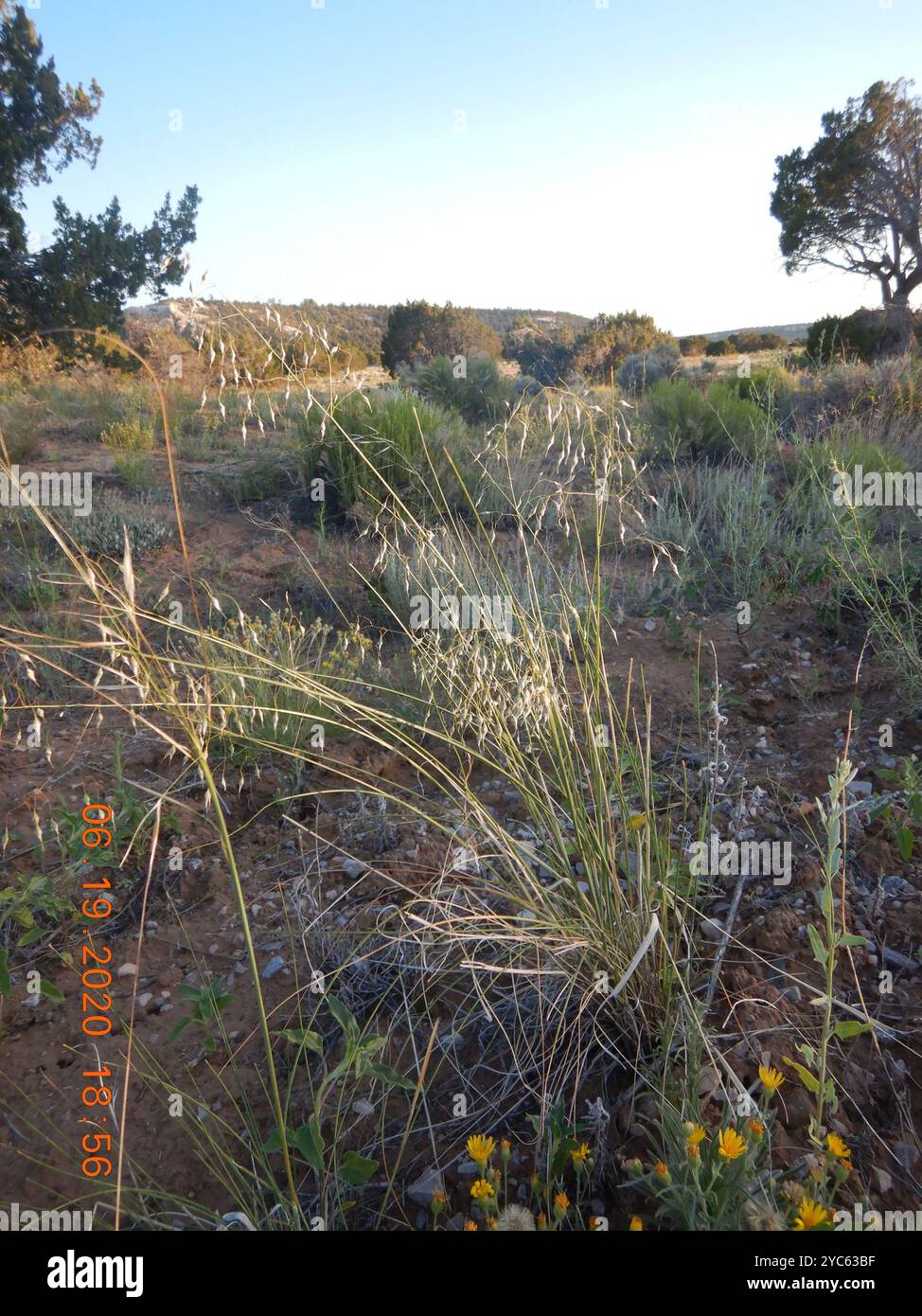 Sand Ricegrass (Eriocoma hymenoides) Plantae Stock Photo - Alamy