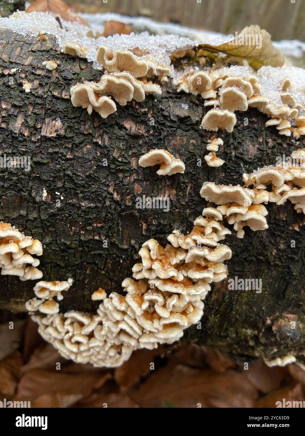 crimped gill (Plicaturopsis crispa) Fungi Stock Photo - Alamy