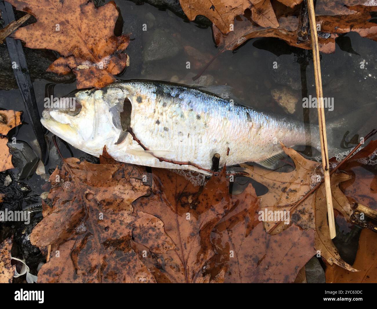 Atlantic Menhaden (Brevoortia tyrannus) Actinopterygii Stock Photo - Alamy