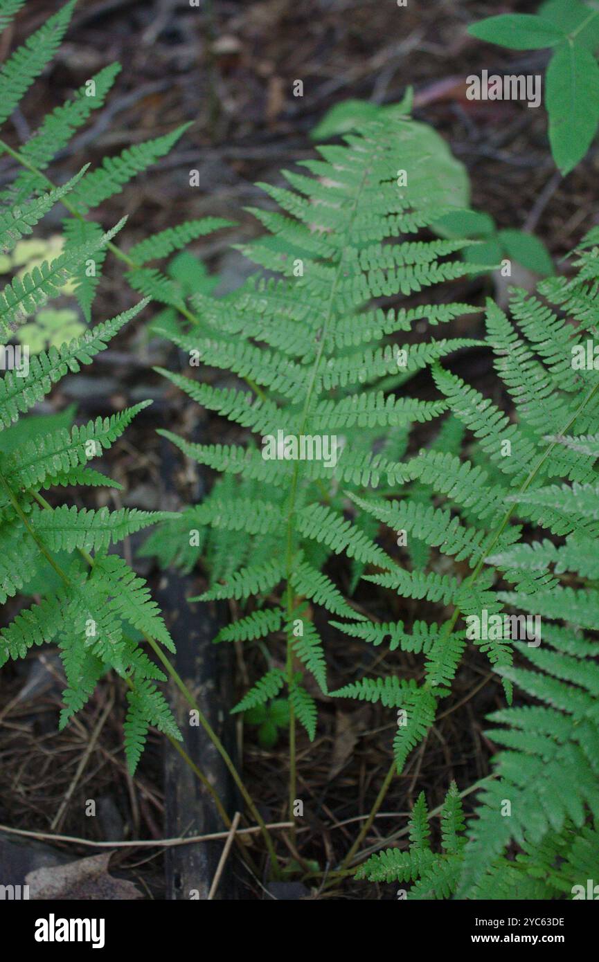 New York fern (Amauropelta noveboracensis) Plantae Stock Photo - Alamy