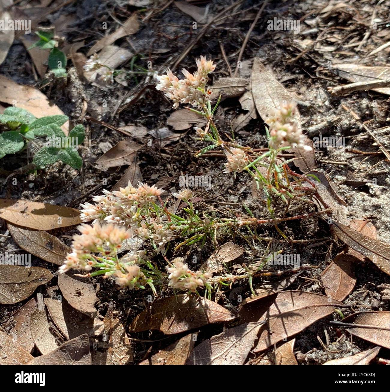 Oldman’s Cap (Polycarpaea corymbosa) Plantae Stock Photo - Alamy