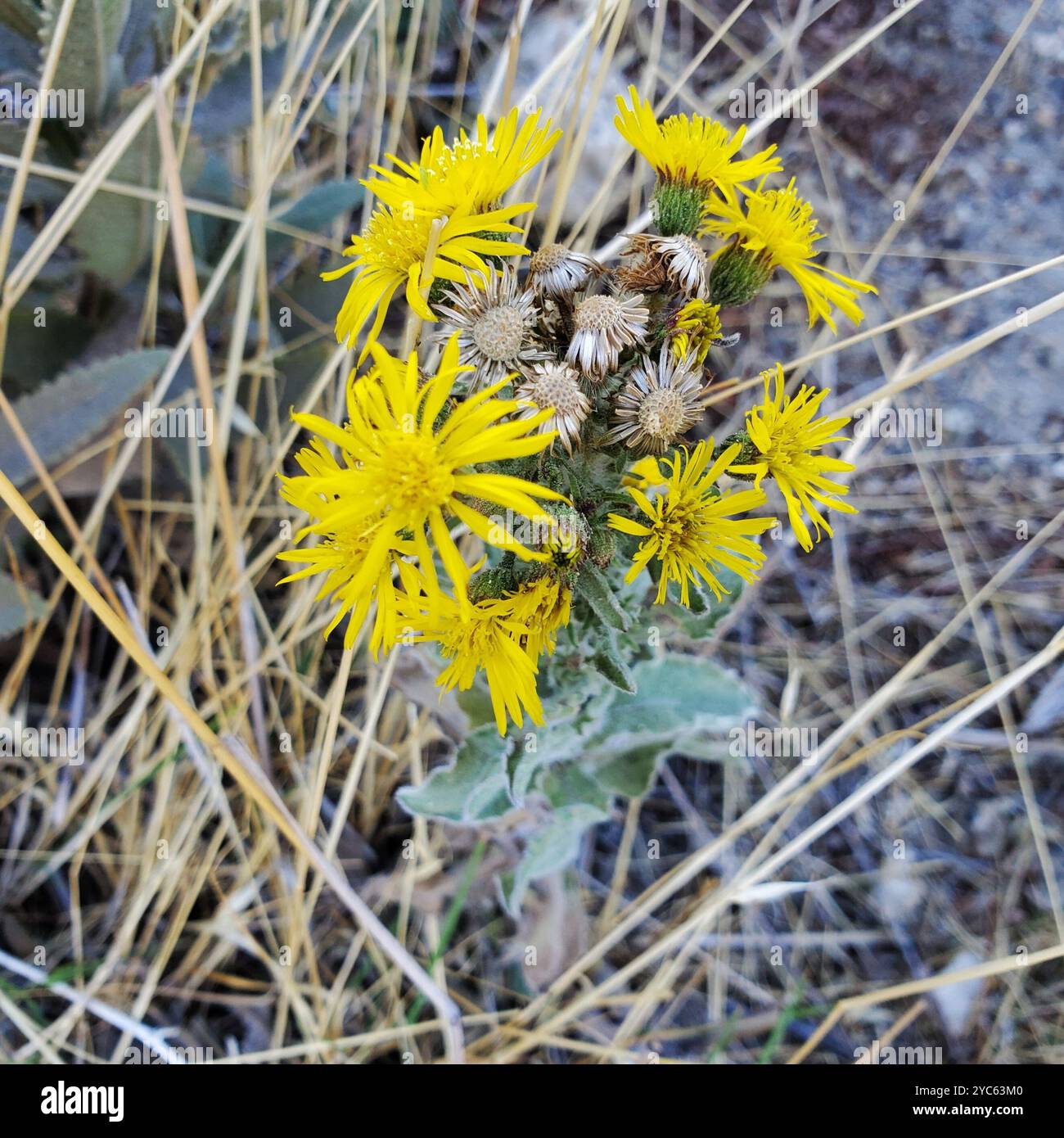 Telegraphweed (Heterotheca grandiflora) Plantae Stock Photo - Alamy