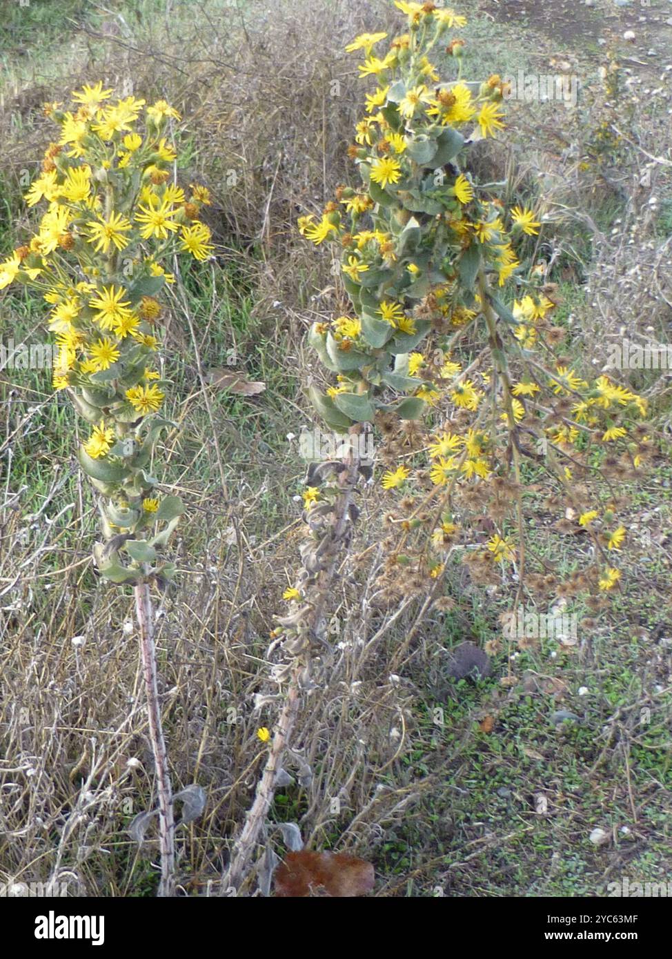 Telegraphweed (Heterotheca grandiflora) Plantae Stock Photo - Alamy