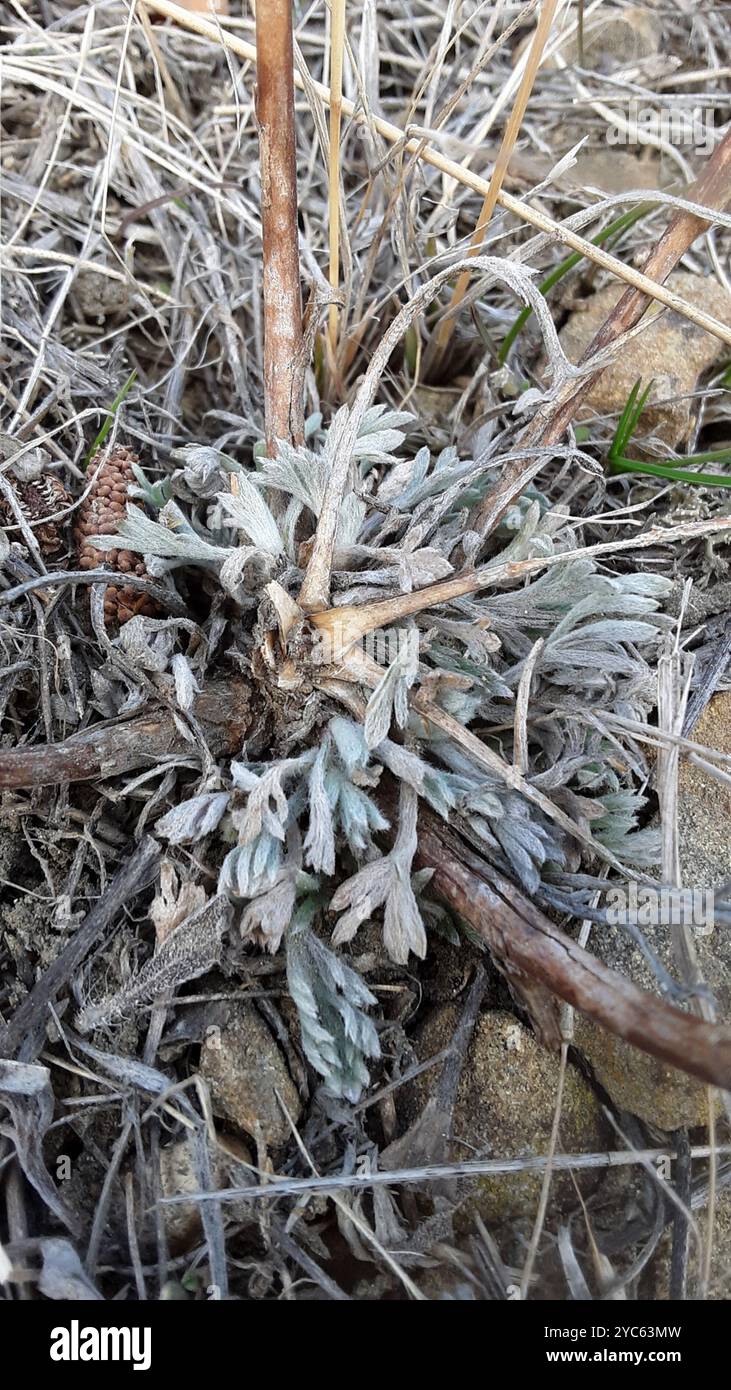 Field Sagewort (Artemisia campestris) Plantae Stock Photo - Alamy