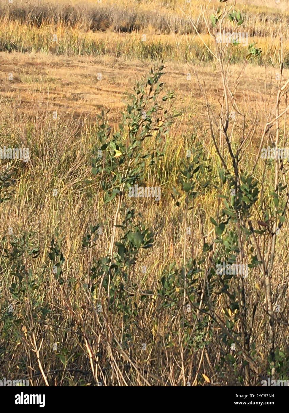 groundsel tree (Baccharis halimifolia) Plantae Stock Photo - Alamy