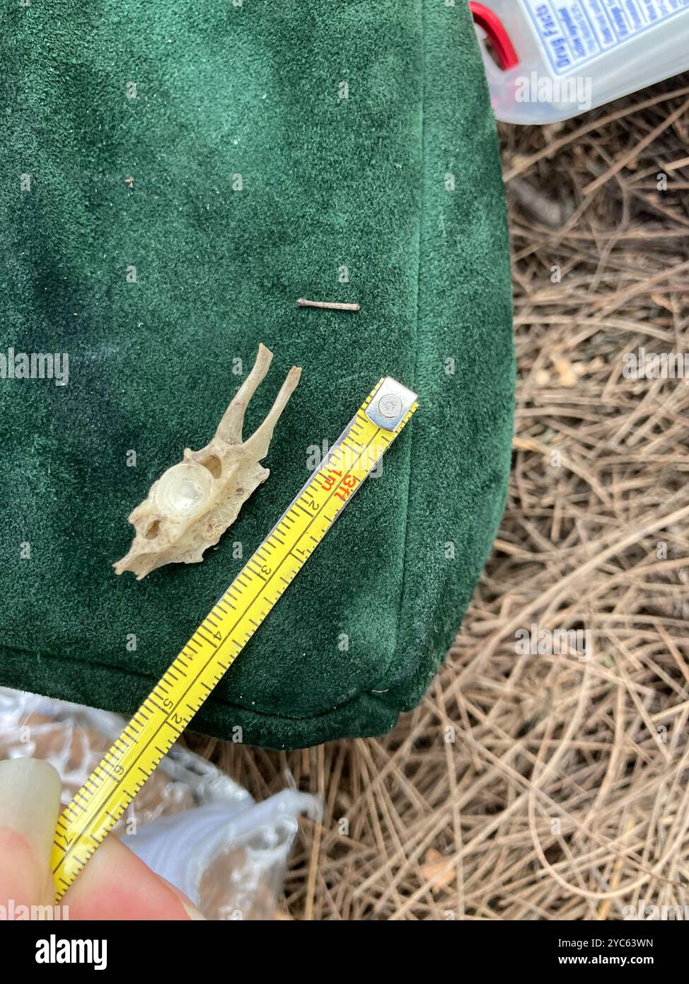 Ray-finned Fishes (Actinopterygii) Actinopterygii Stock Photo - Alamy