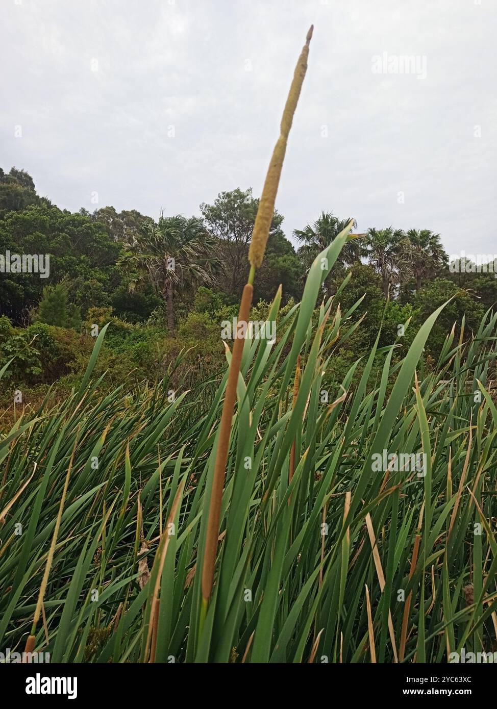 Cattails (Typha) Plantae Stock Photo - Alamy