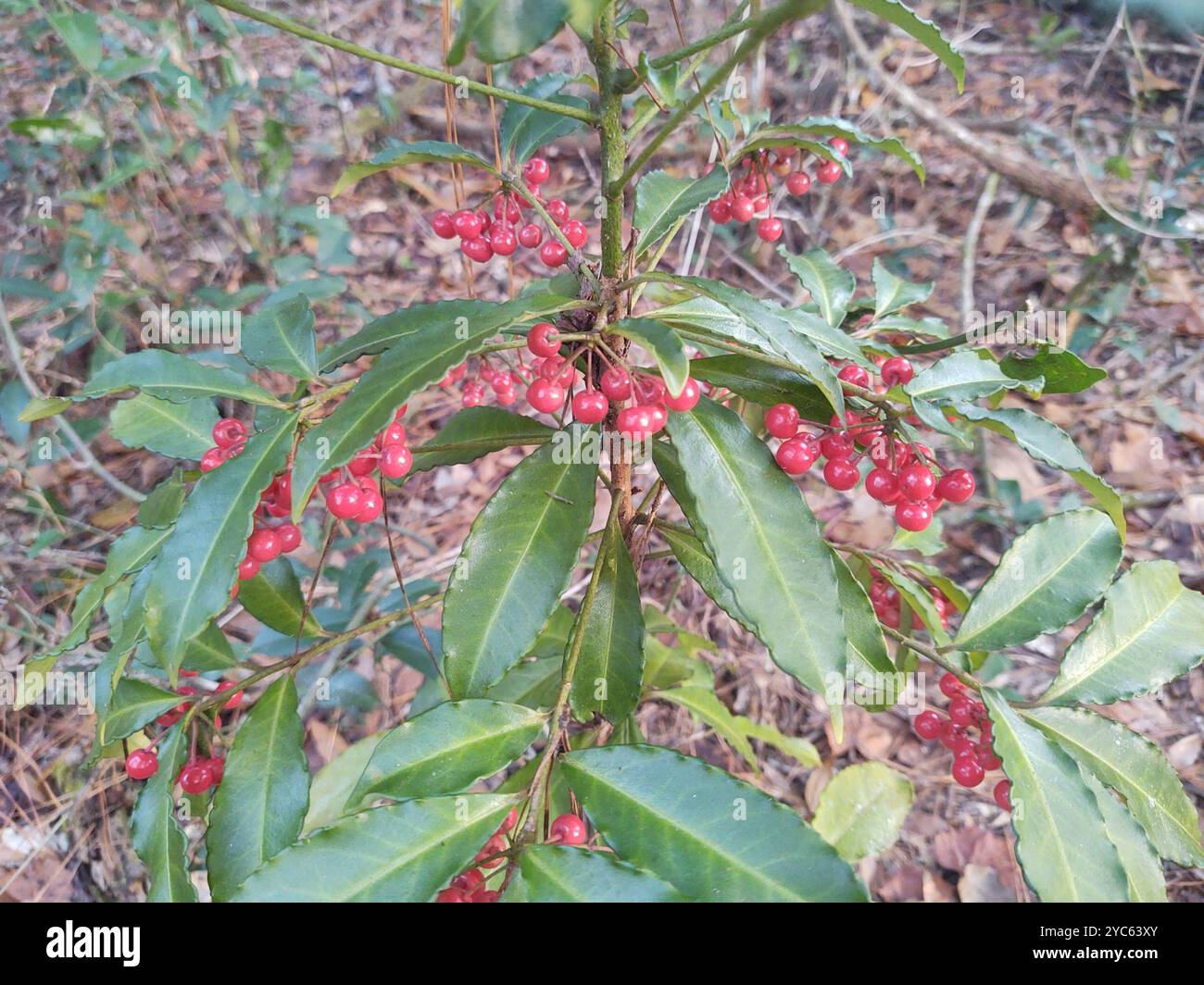 Coralberry (Ardisia crenata) Plantae Stock Photo - Alamy