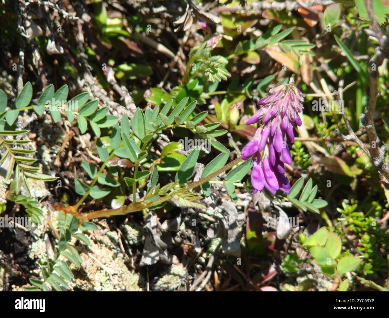 Alpine sainfoin (Hedysarum hedysaroides) Plantae Stock Photo - Alamy