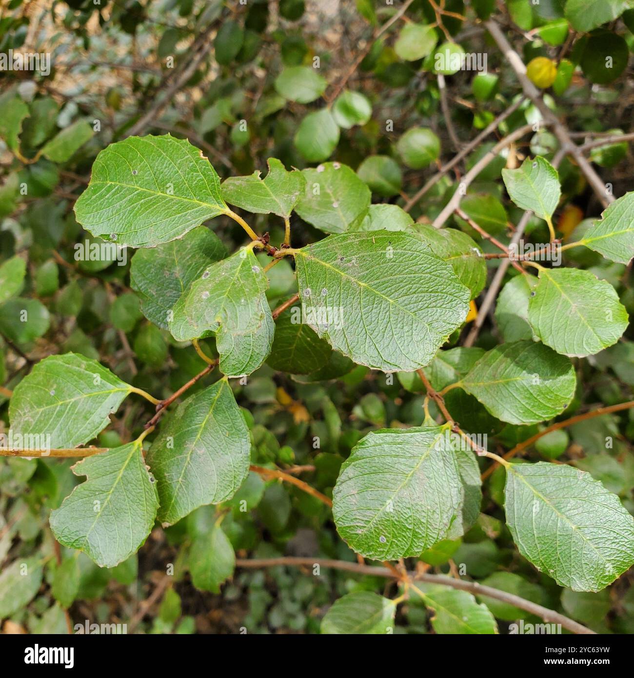 California scrub oak (Quercus berberidifolia) Plantae Stock Photo - Alamy