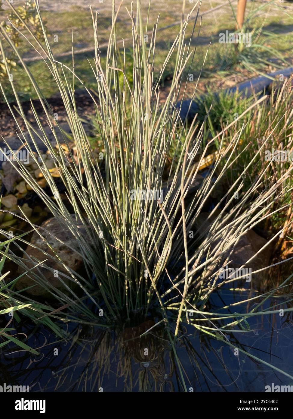 Hard Rush (Juncus inflexus) Plantae Stock Photo - Alamy
