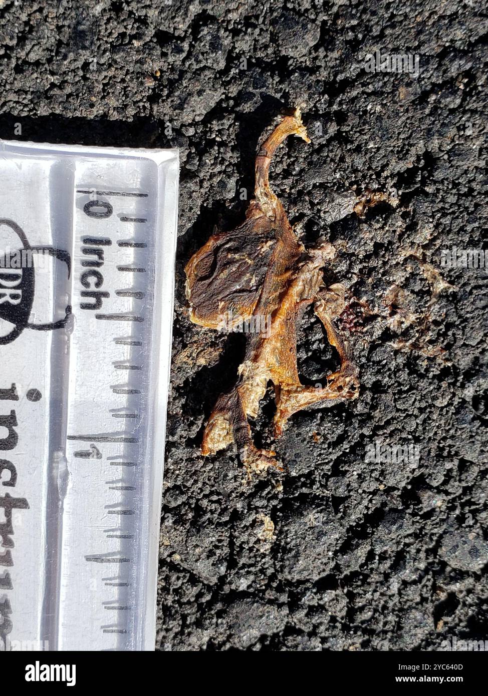 Pacific Newts (Taricha) Amphibia Stock Photo - Alamy