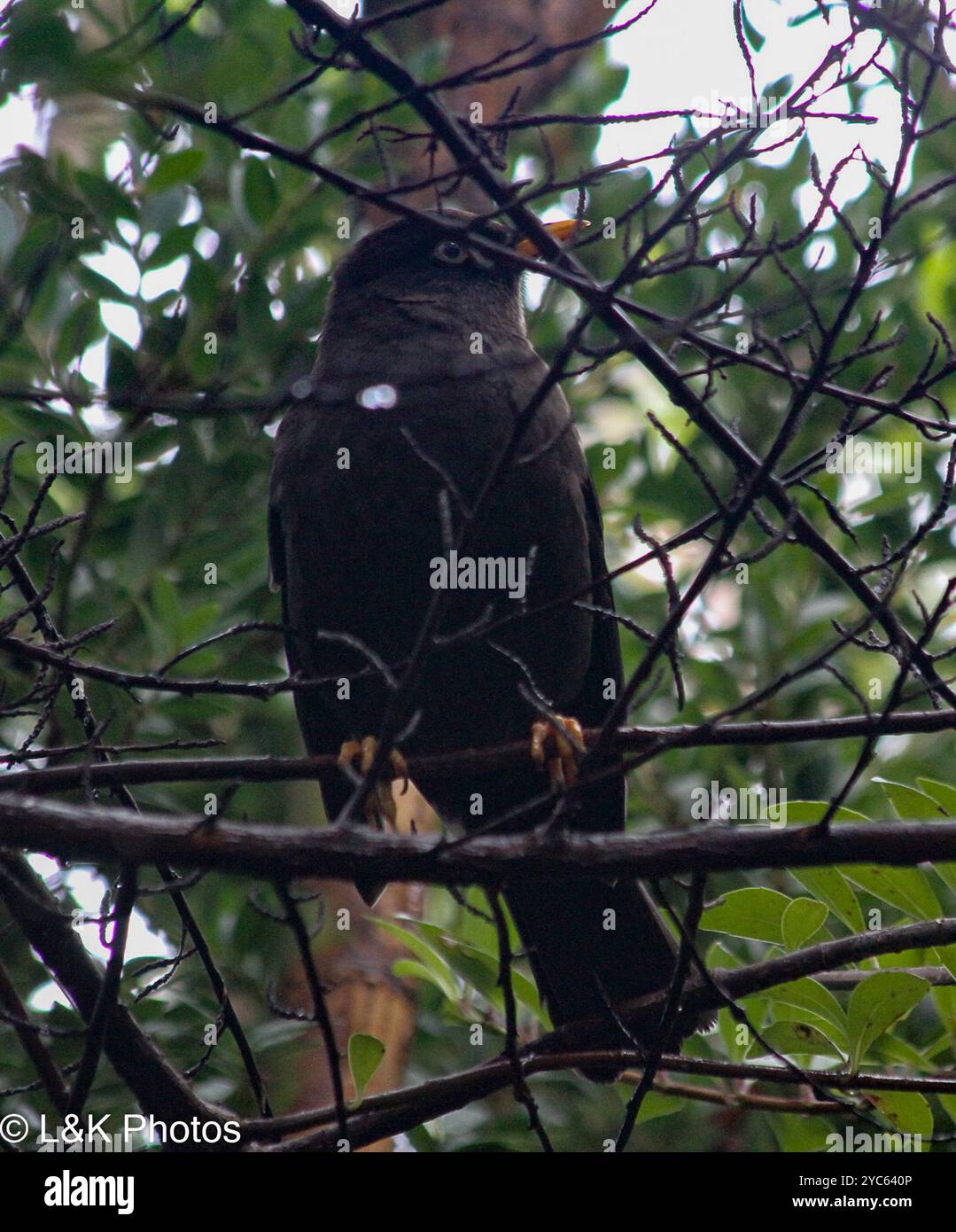 Sooty thrush hi-res stock photography and images - Alamy