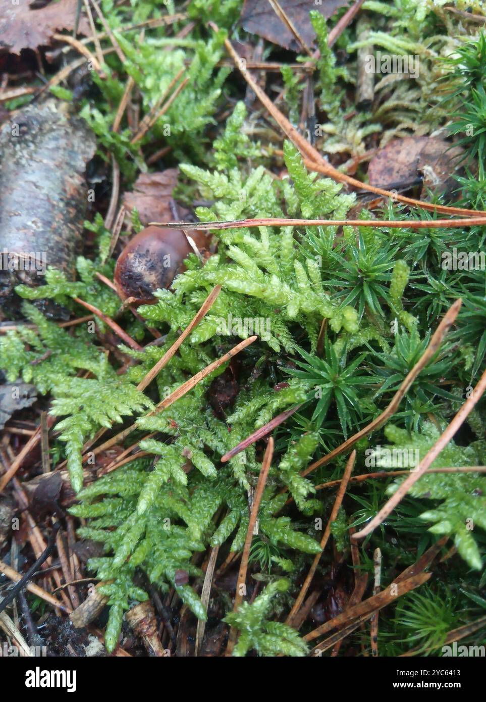 Neat Feather-moss (Pseudoscleropodium purum) Plantae Stock Photo - Alamy